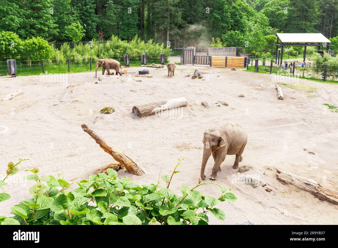 Majestic Asian Elephant, a Magnificent and Iconic Species, Residing in ...