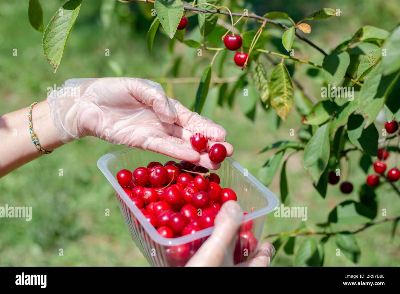 Hand puts red cherries in hi-res stock photography and images - Alamy