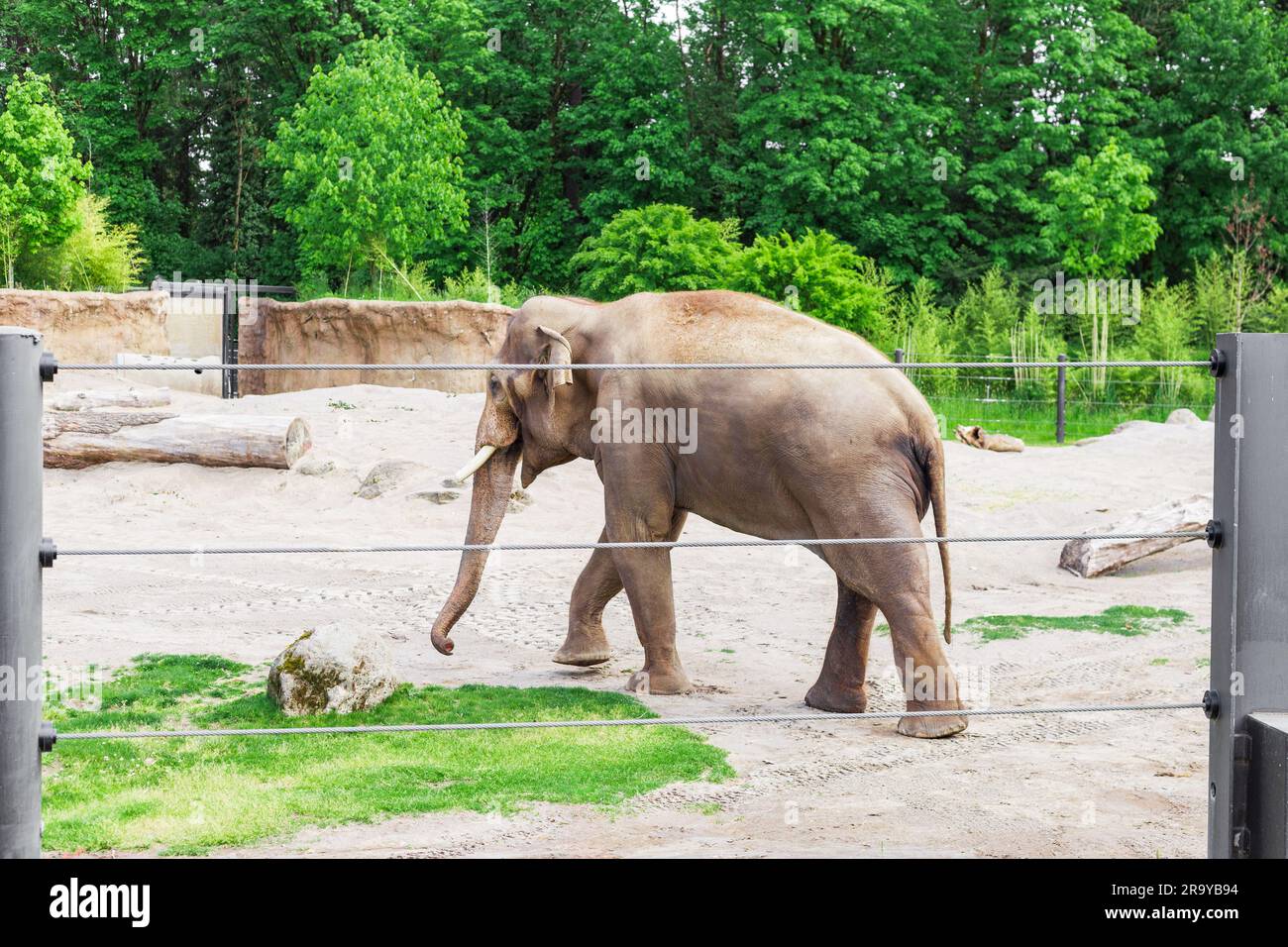 Majestic Asian Elephant, a Magnificent and Iconic Species, Residing in ...