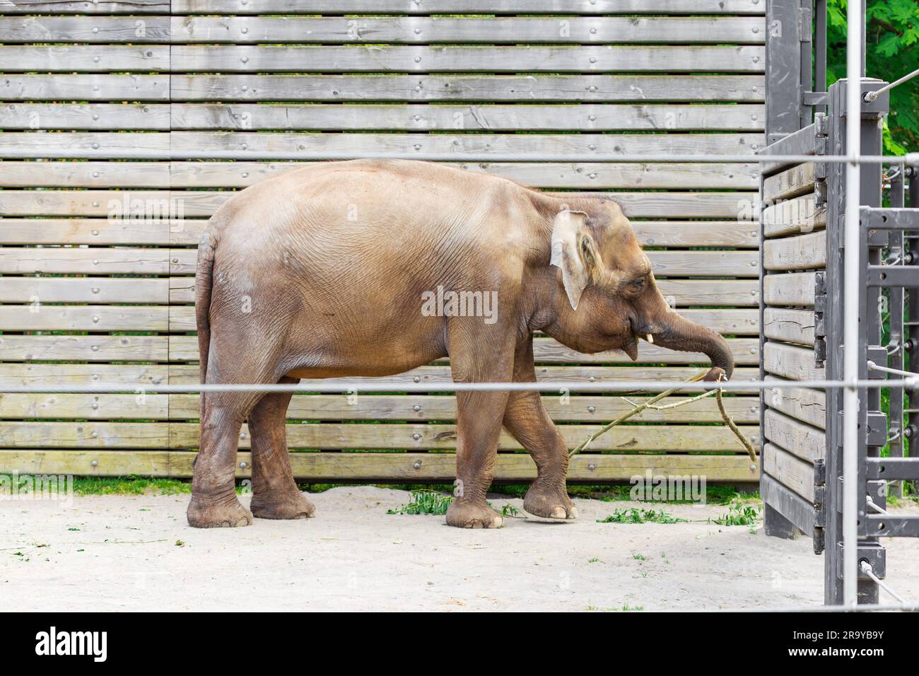 Oregon zoo asian elephant hi-res stock photography and images - Alamy