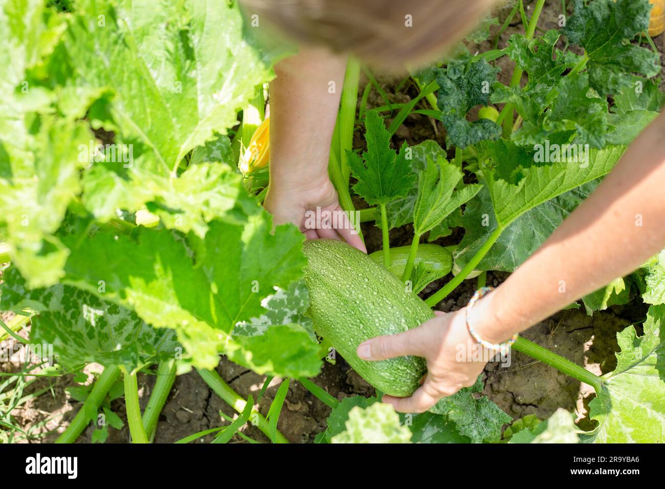 A woman plucks a ripe zucchini from a bush. Growing and harvesting ...