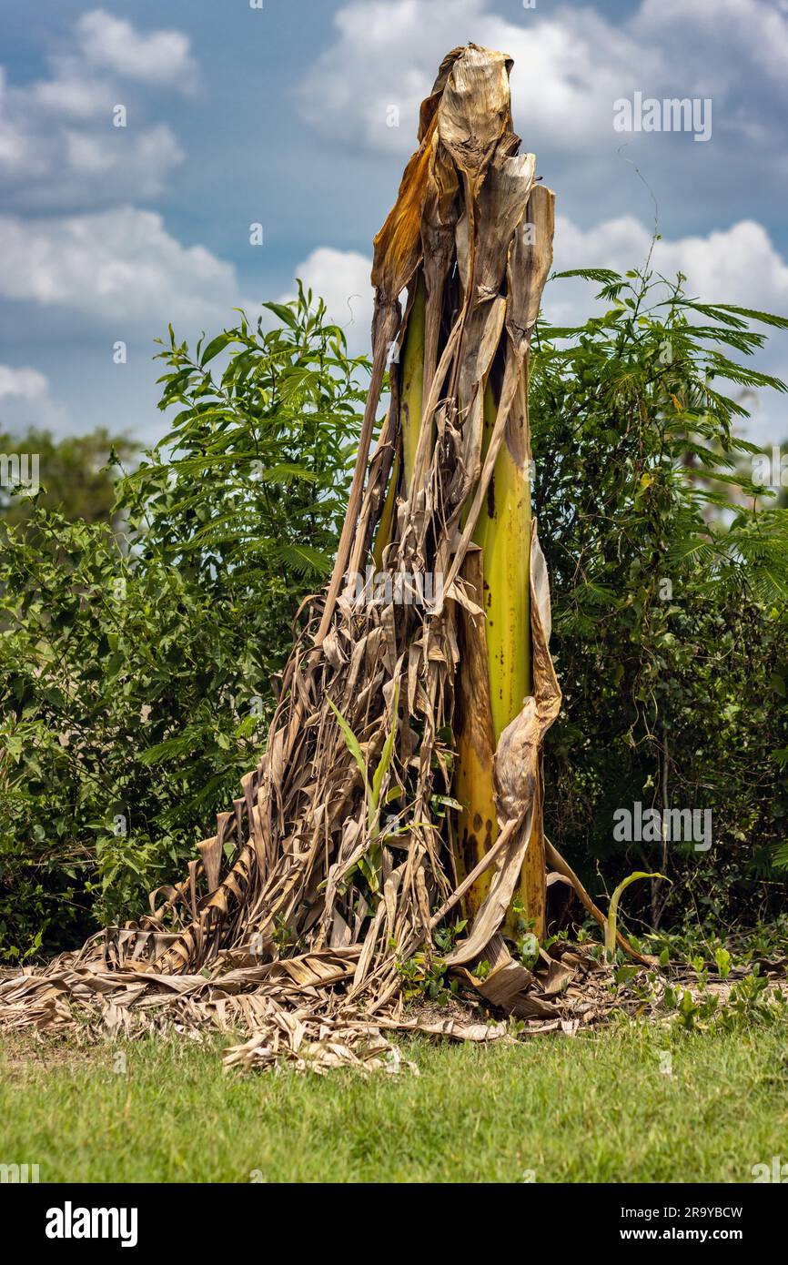 A dry bananas tree, Thailand Stock Photo - Alamy