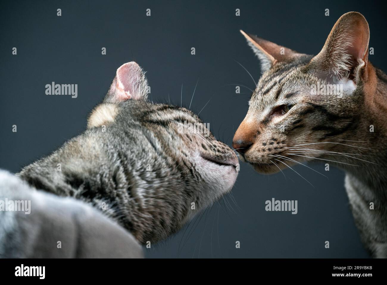 Close-up of a tabby gray cat sniffing an oriental tabby gray cat. Cats ...