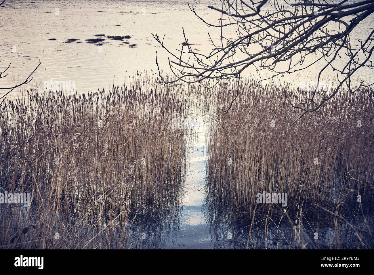 Reed beds on river estuary at high tide Stock Photo - Alamy