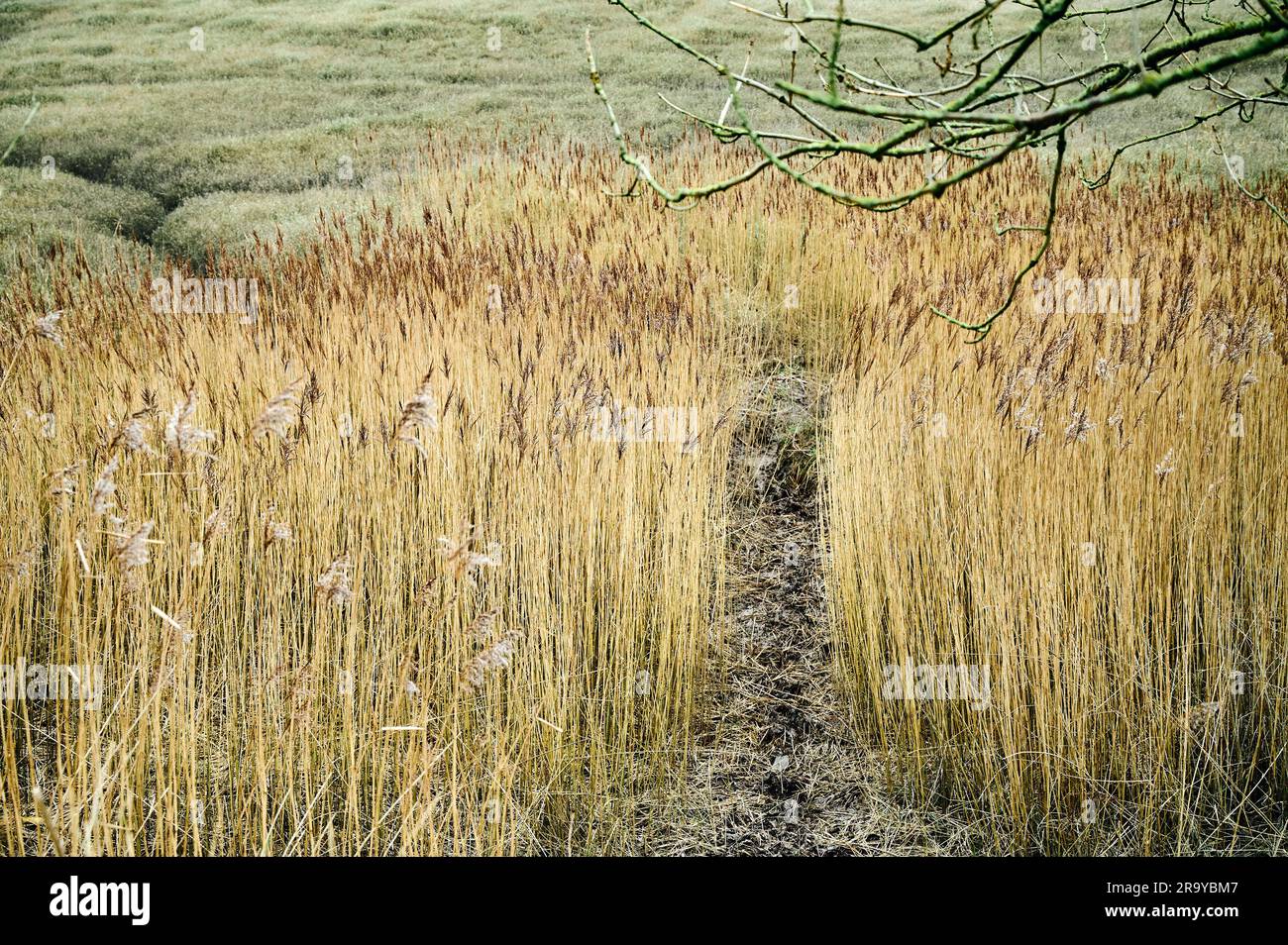 Reed beds on river estuary at high tide Stock Photo - Alamy