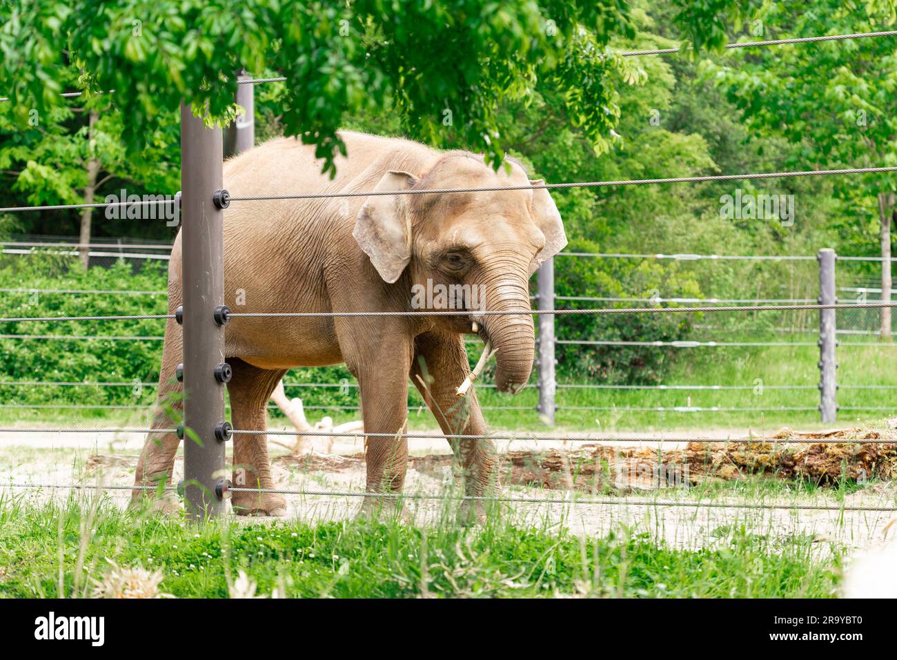 Young Asian Elephant, a Magnificent and Iconic Species, Residing in a ...