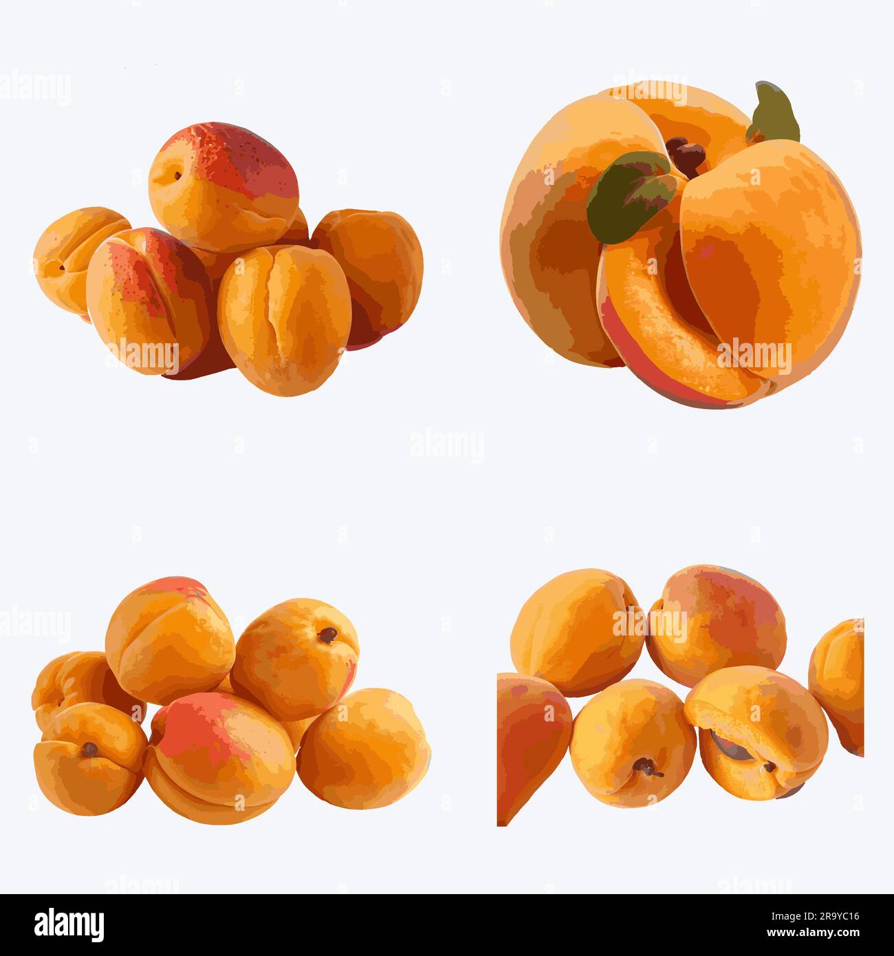 Apricot isolated vector vectors Stock Vector Images - Alamy