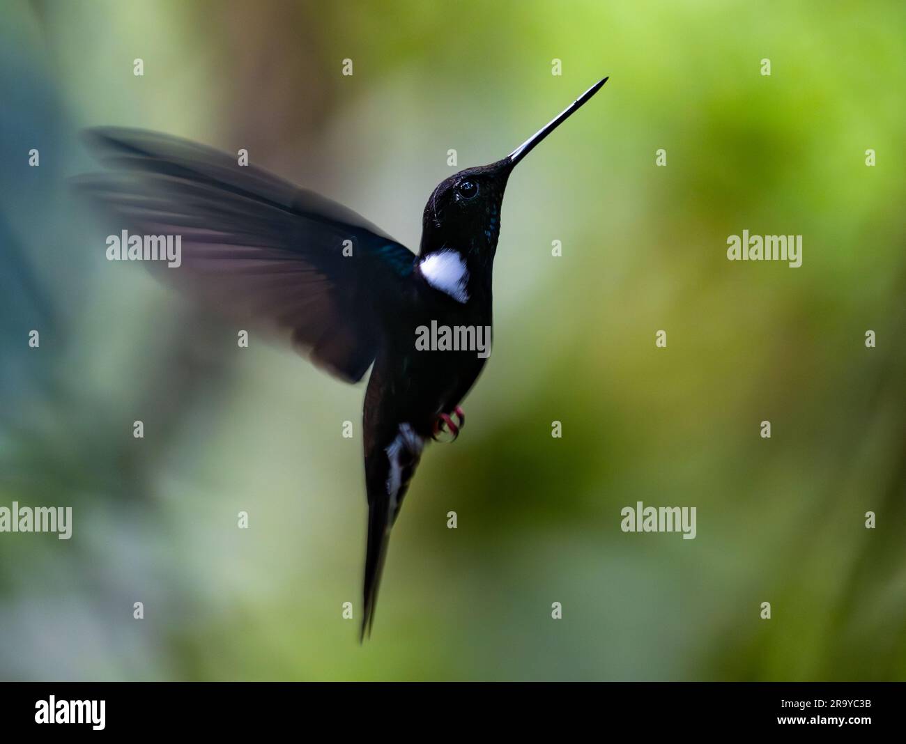 Black Inca Hummingbird
