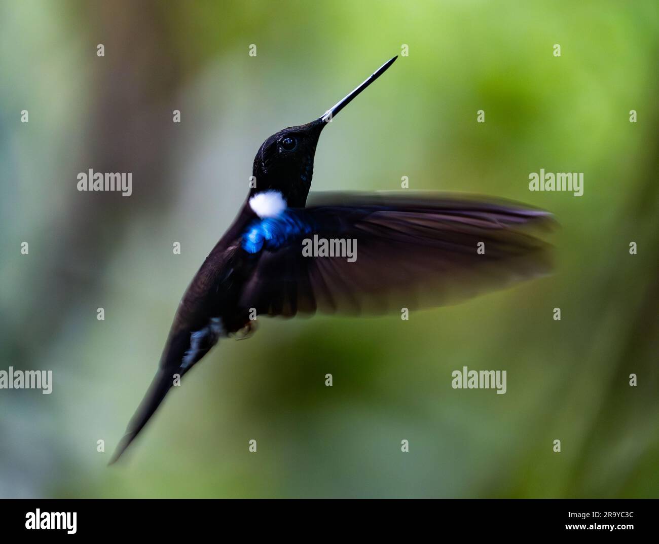 Black Inca Hummingbird