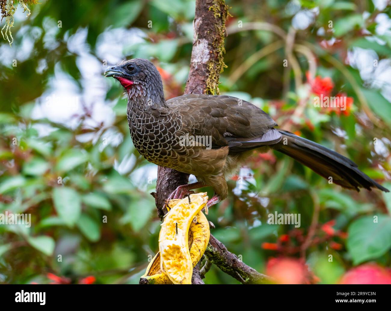 A Colombian Chachalaca (Ortalis columbiana) feeding on banana. Colombia ...