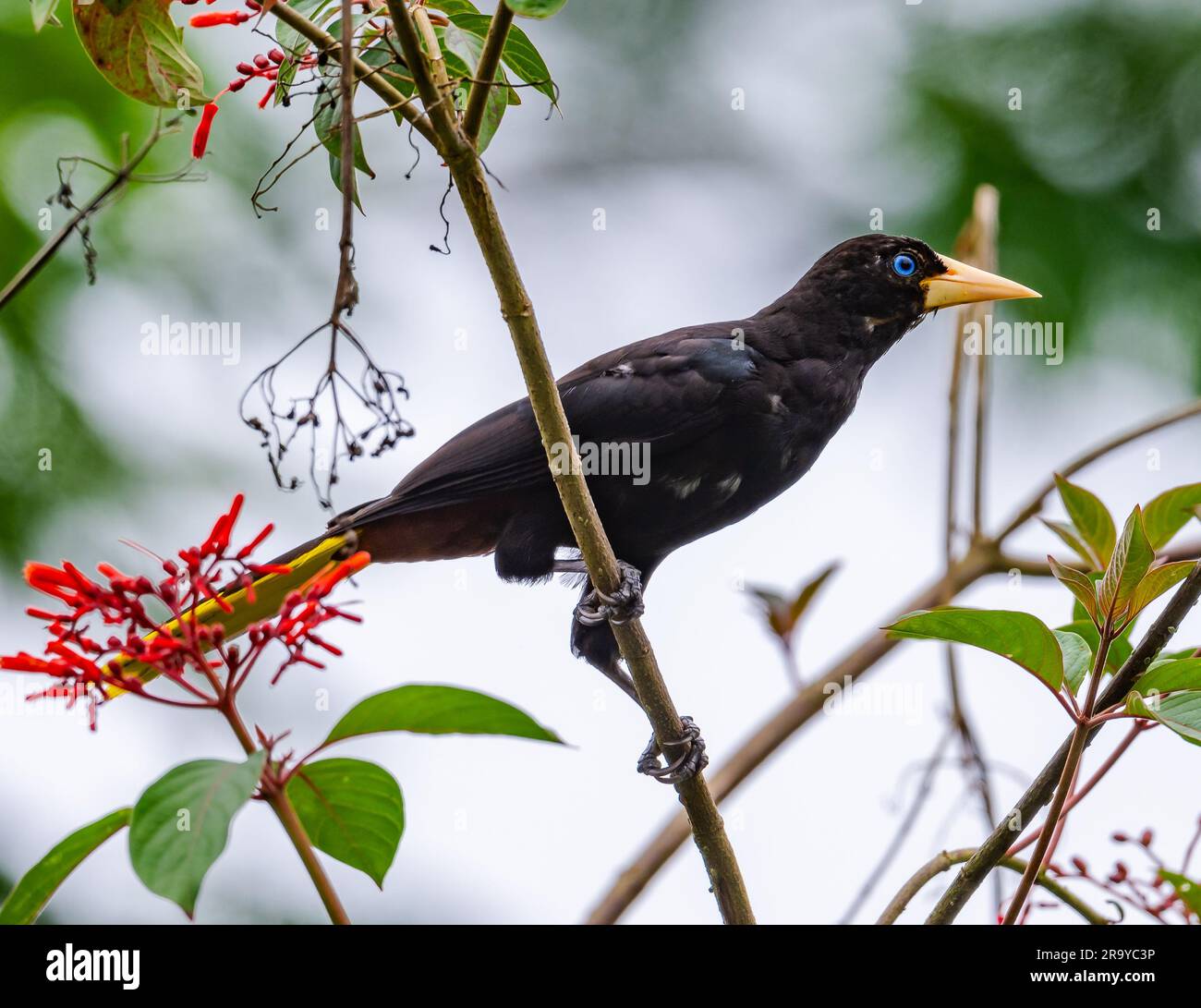 A Crested Oropendola (Psarocolius decumanus) perched on a branch ...