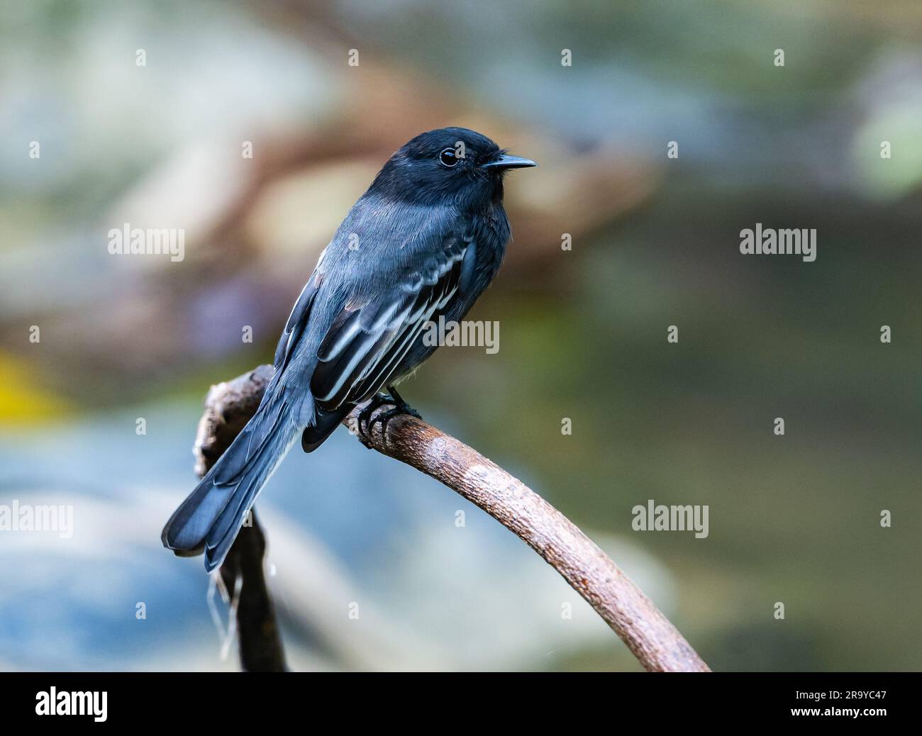 A Black Phoebe (Sayornis nigricans) perched on a branch. Colombia ...