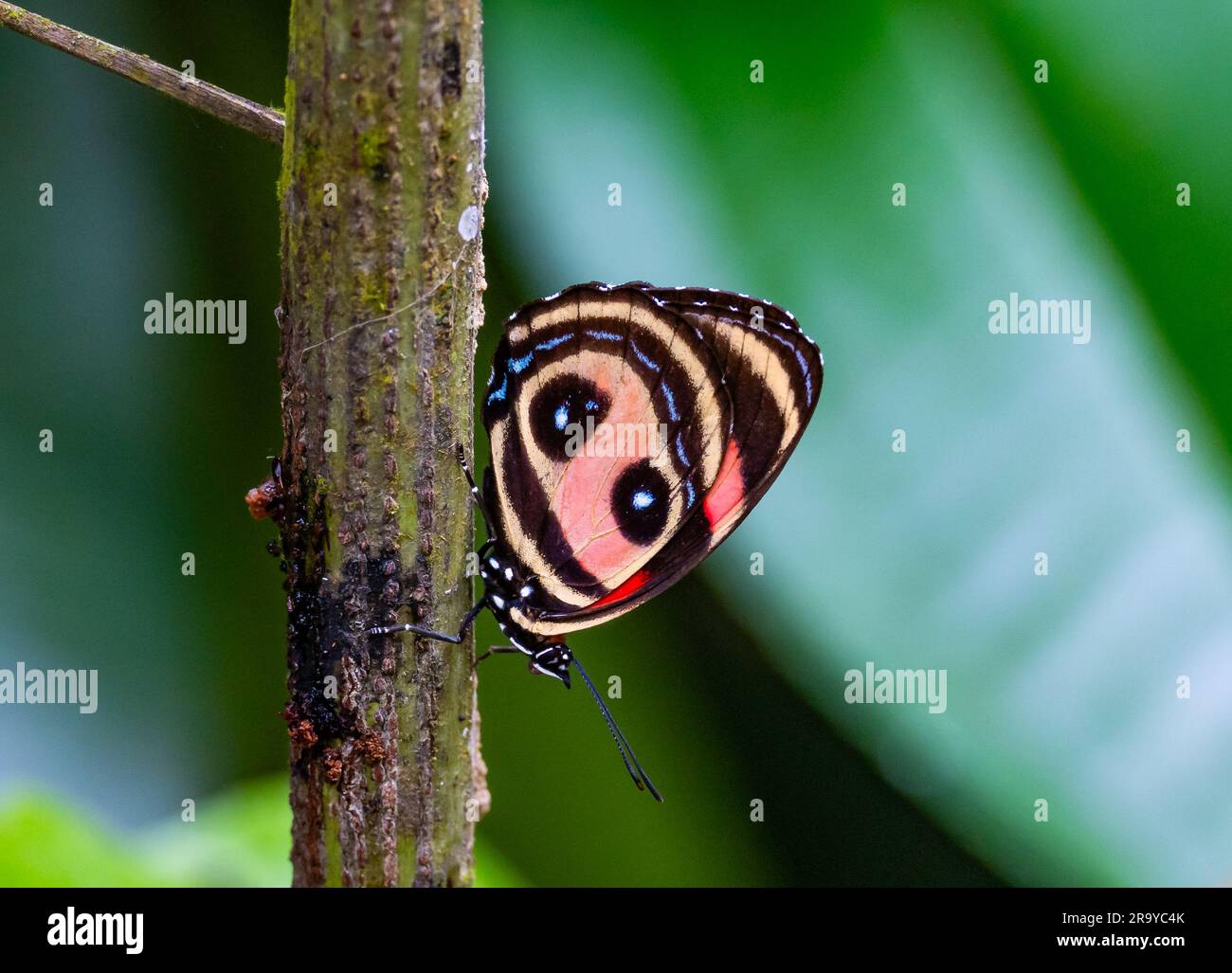 Two eyed 88 hi-res stock photography and images - Alamy