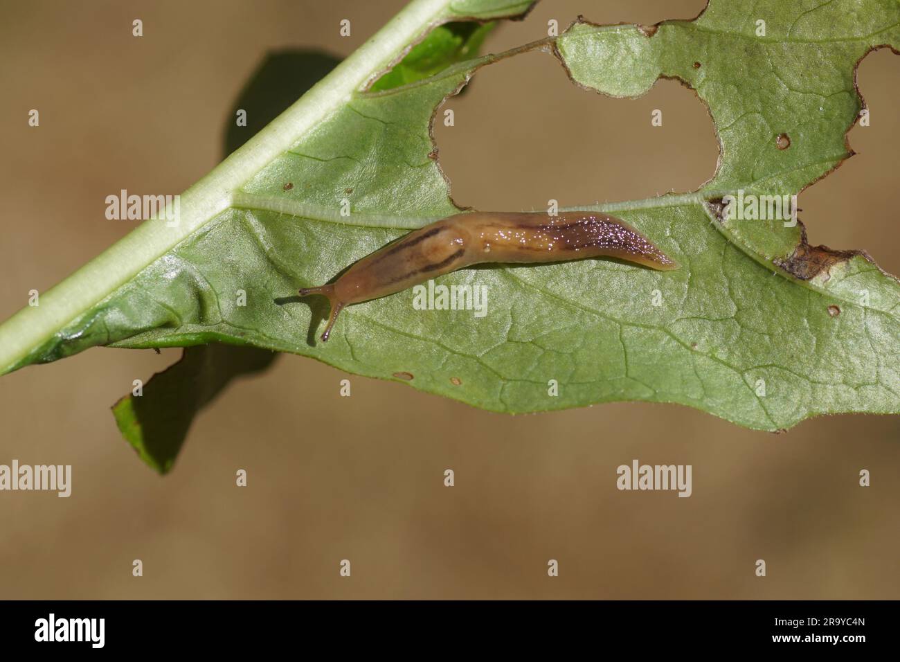 Greenhouse Slug (Ambigolimax valentianus). Family keelback slugs ...