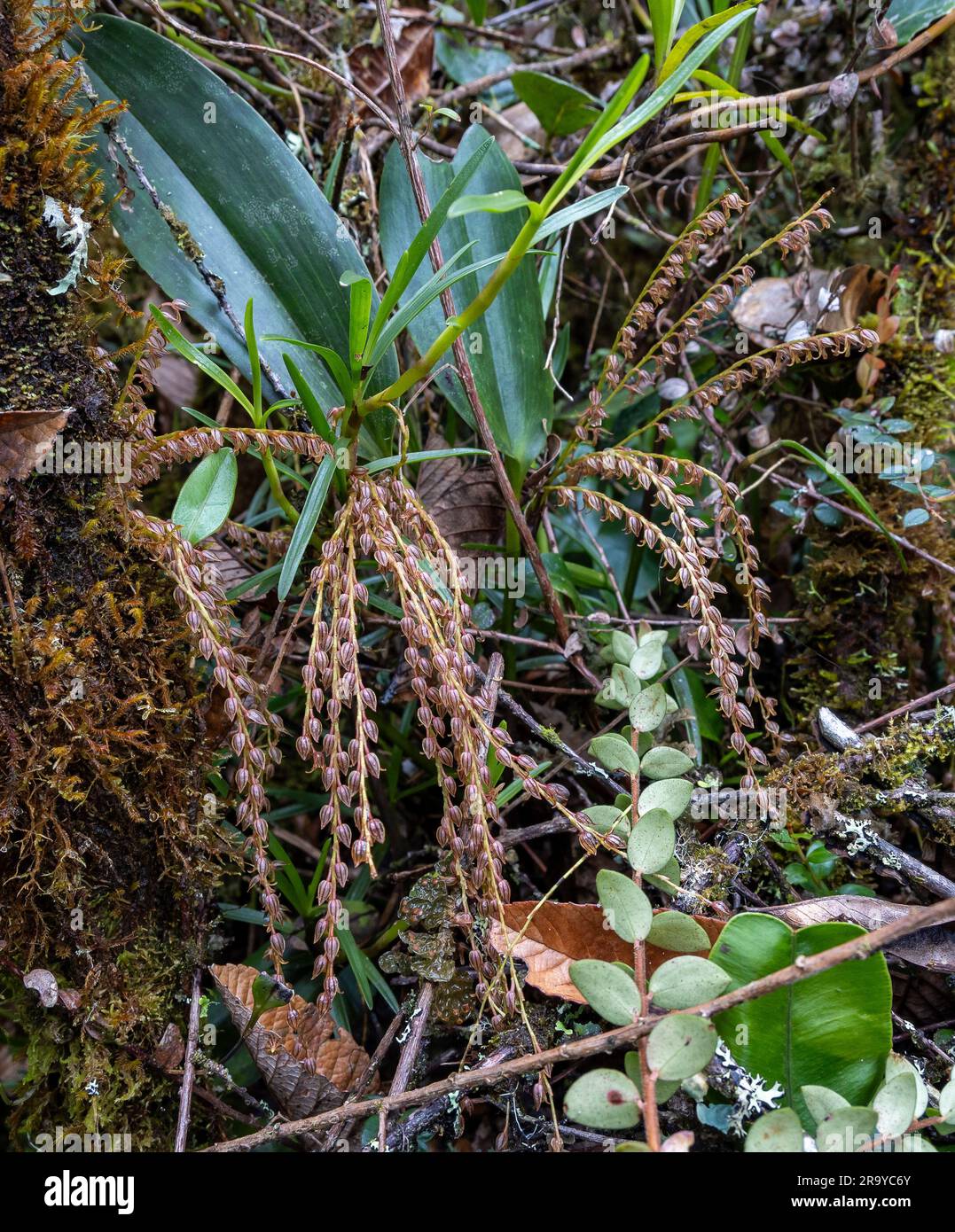 Wild orchids with flowers in full bloom in rain forest. Colombia, South ...