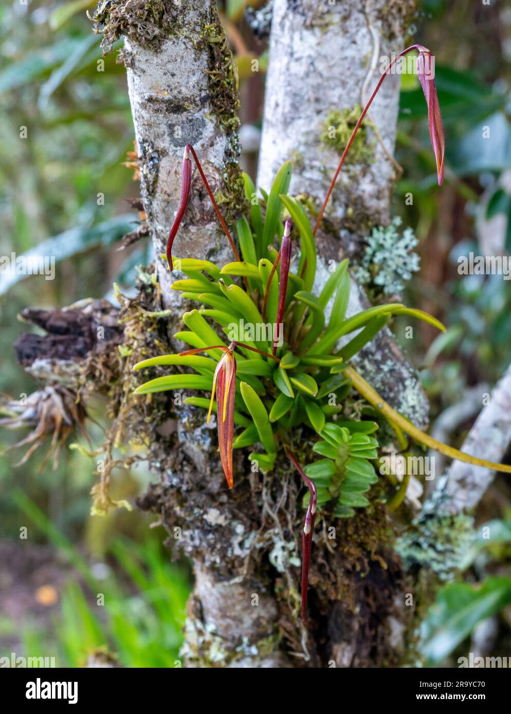 Wild orchids with flowers in full bloom in rain forest. Colombia, South ...