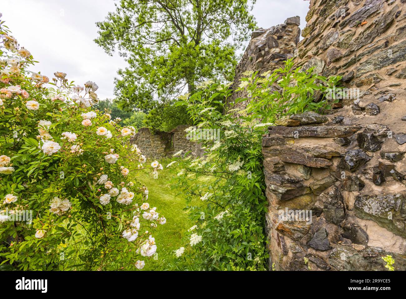 Detail of an old wall with roses and green bushes. The Altzella ...