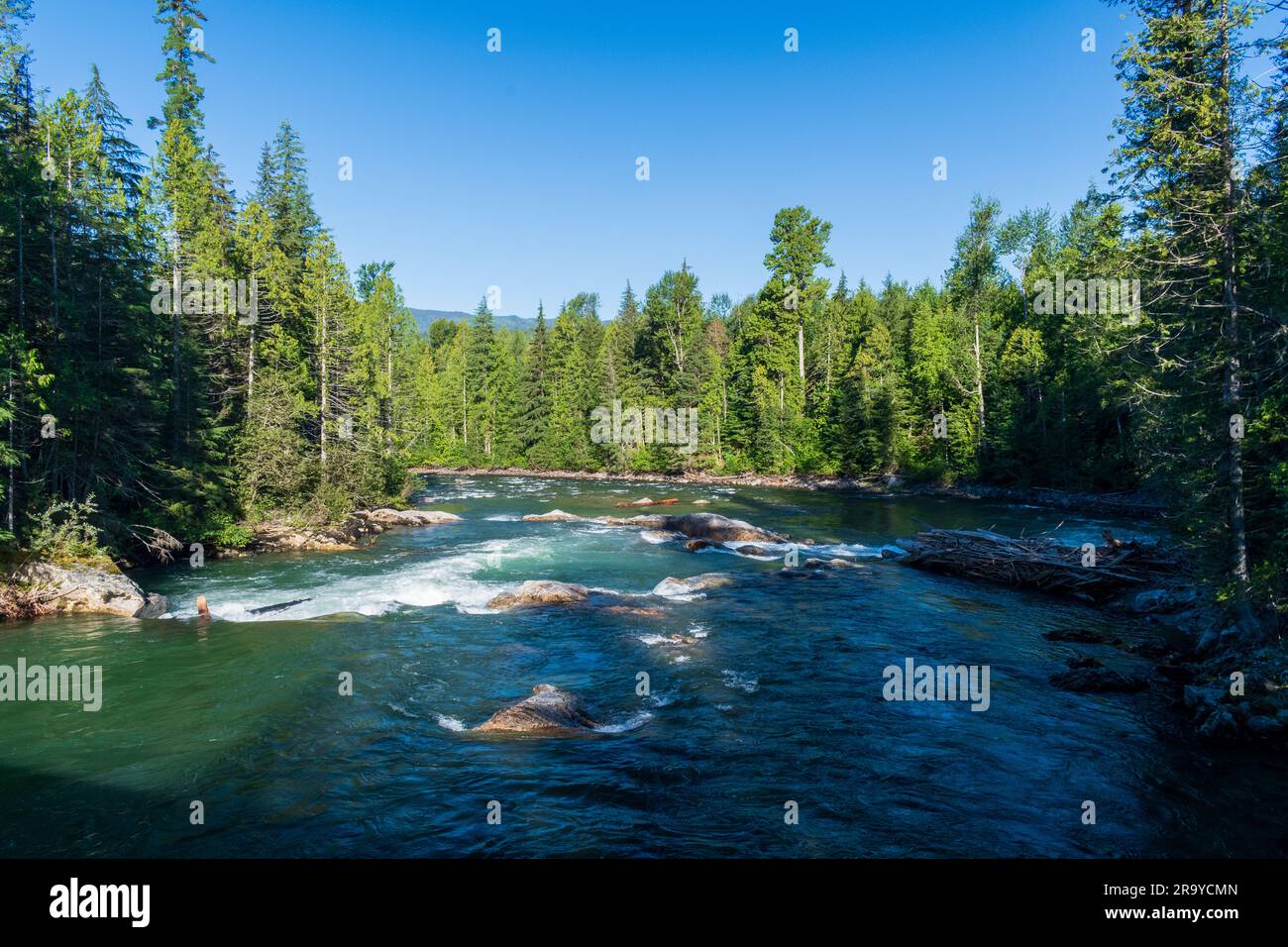 Beautiful Seymour River flows through lower BC, Canada Stock Photo - Alamy