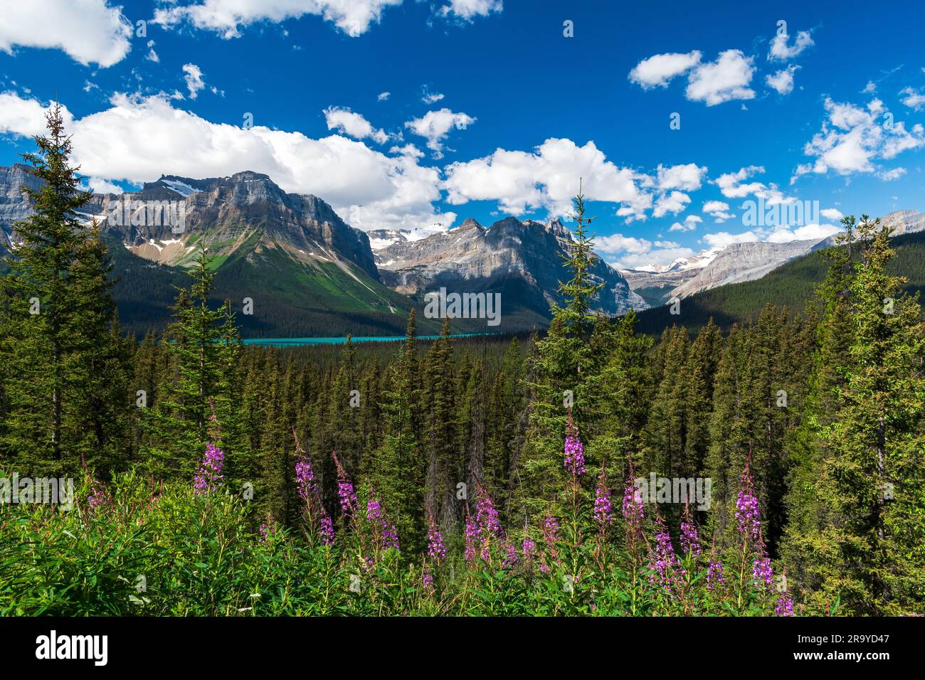 Banff national park mountain wildflowers hi-res stock photography and ...