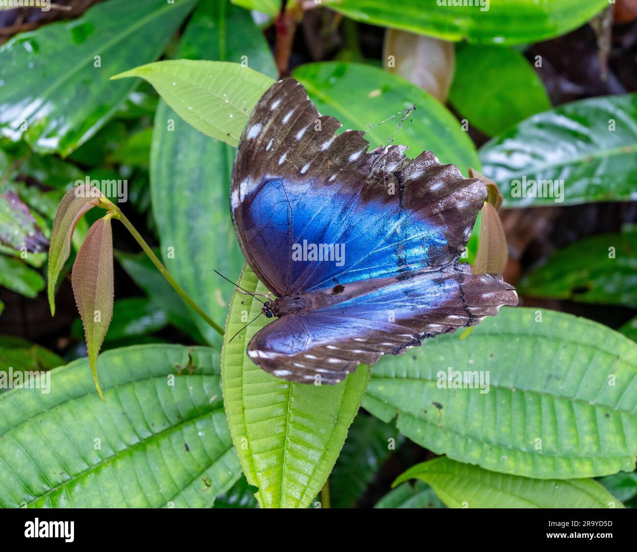 A Blue Morpho butterfly (Morpho peleides) perched on a green leaf ...