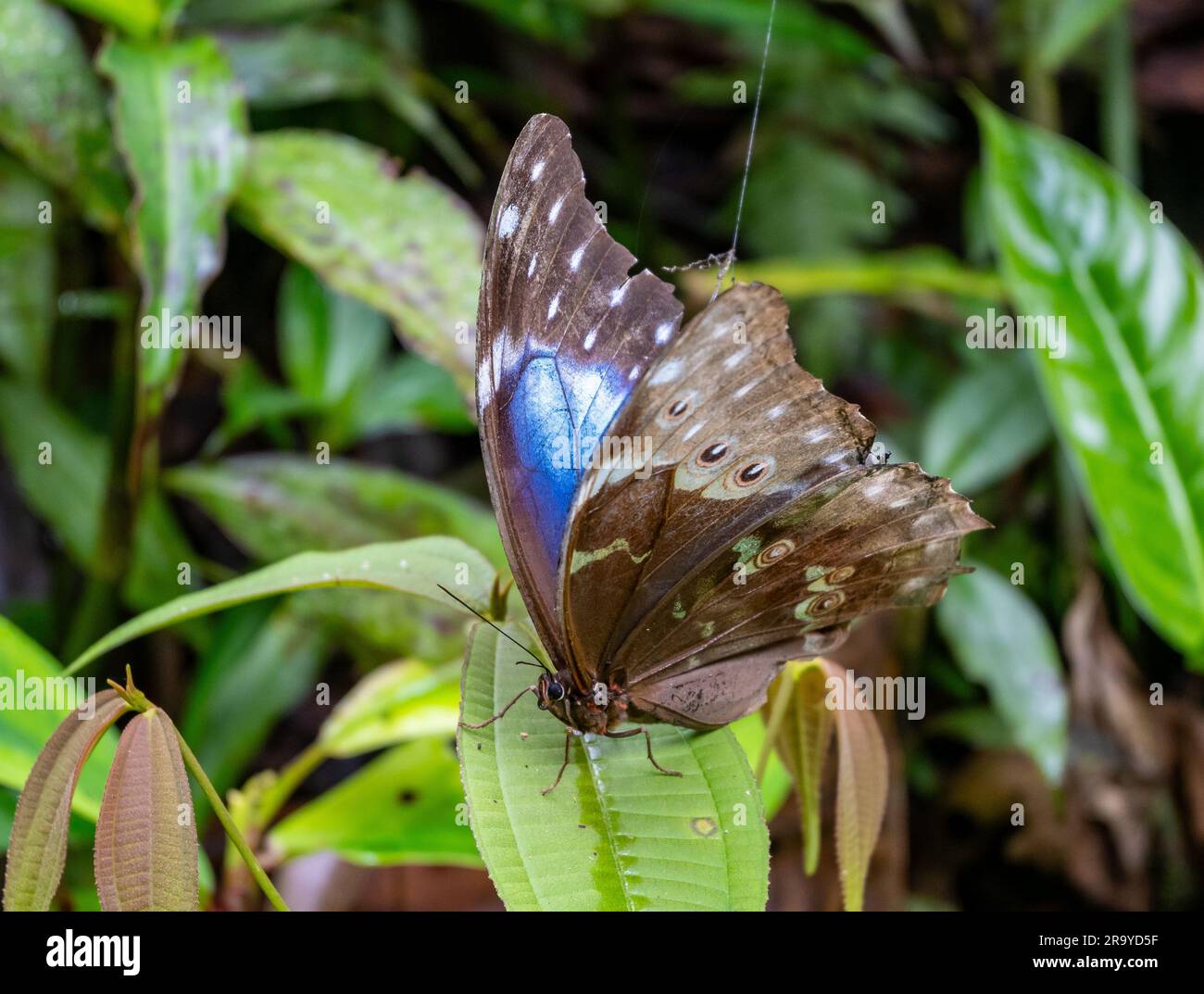 A Blue Morpho butterfly (Morpho peleides) perched on a green leaf ...