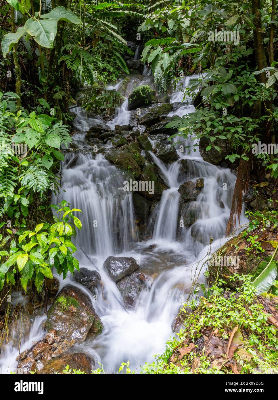 Waterfalls and cascades in the forest of eastern Andes Mountains ...