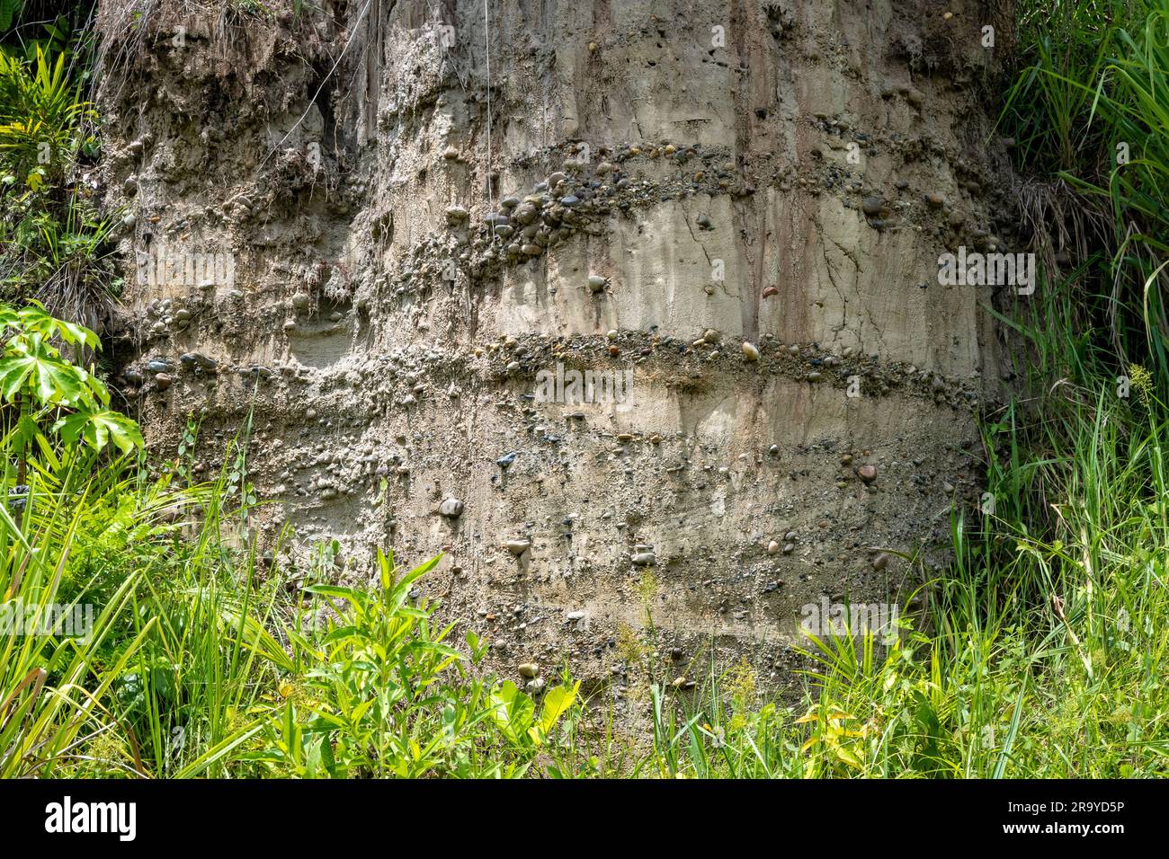 Fluvial deposits with crossbeds of conglomerates and sandstones ...