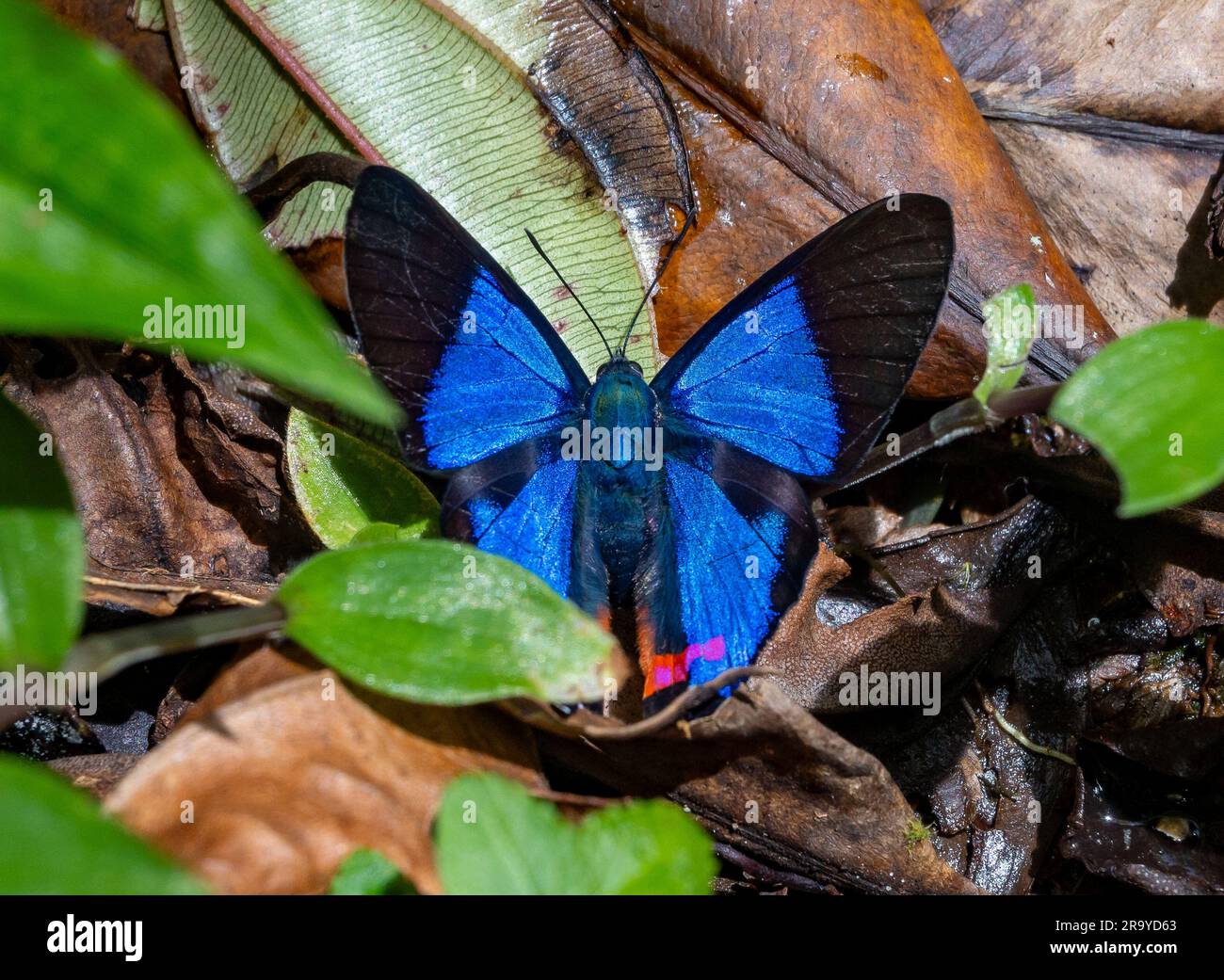 A Periander metalmark, or Variable beautymark butterfly (Rhetus ...