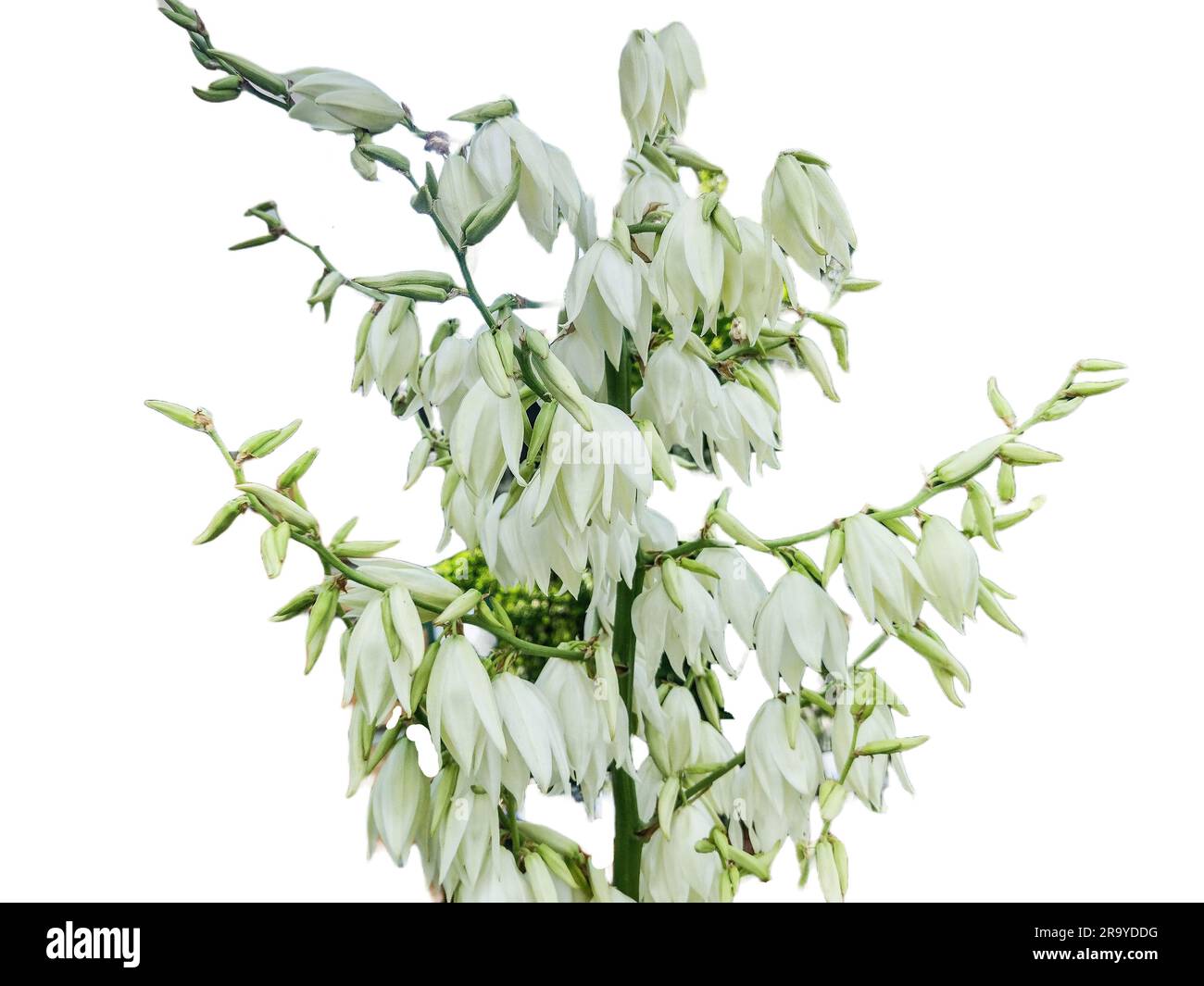 Adam's-needle plant with flowers. Yucca Stock Photo - Alamy