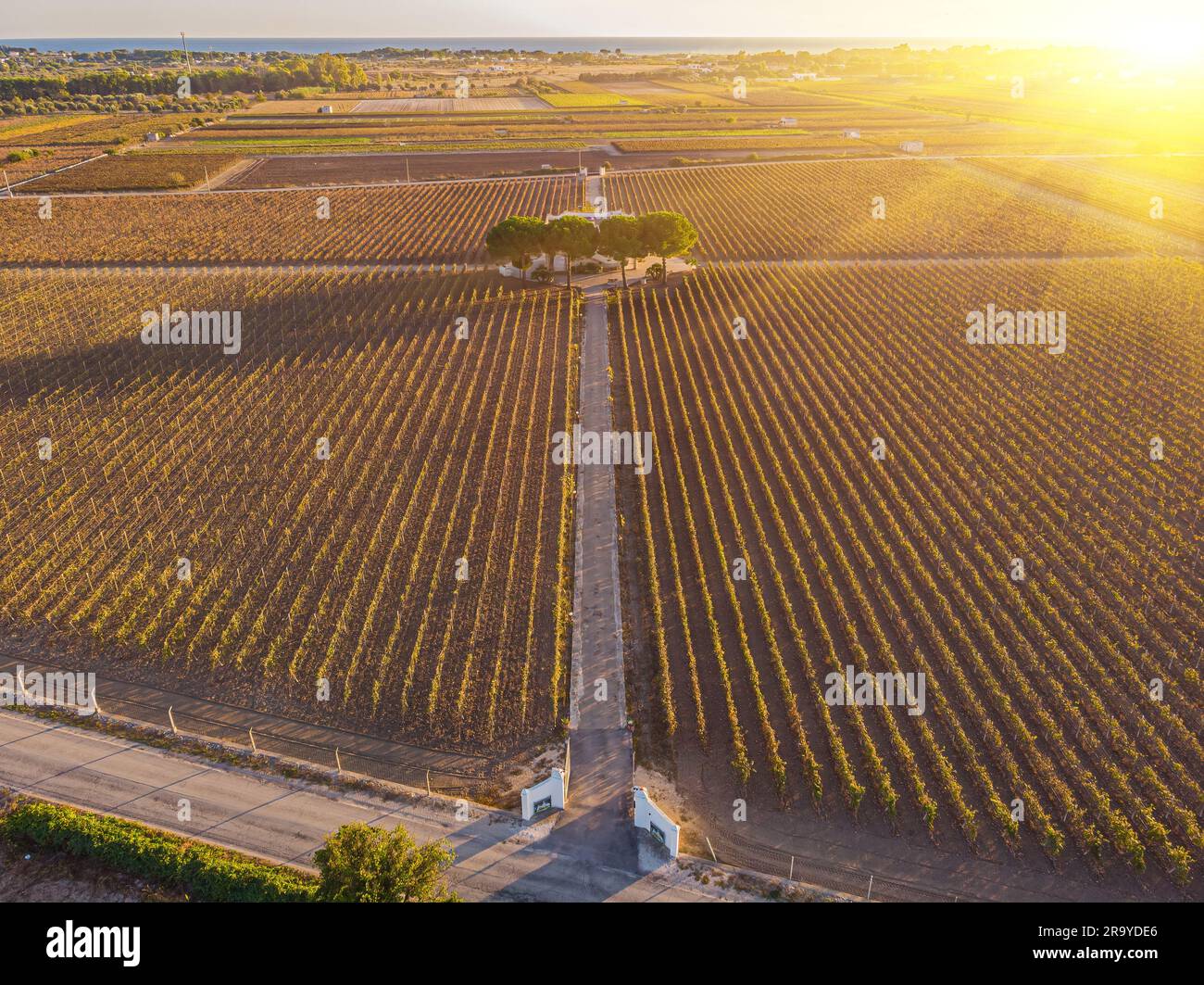 Aerial top view vineyard rows hi-res stock photography and images - Alamy