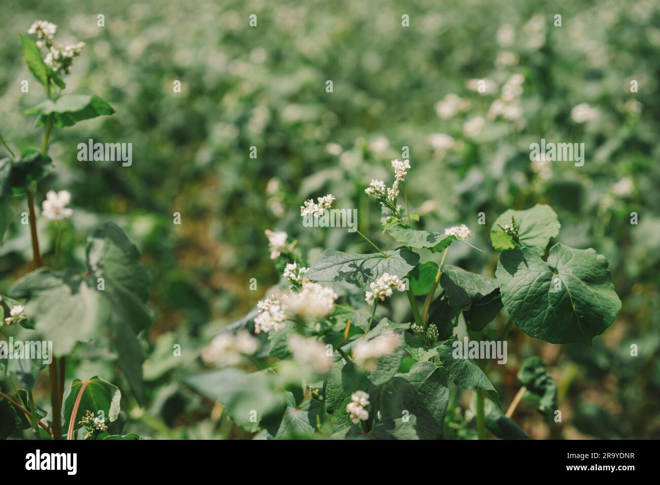 Many beautiful buckwheat flowers growing in the field. Agriculture ...