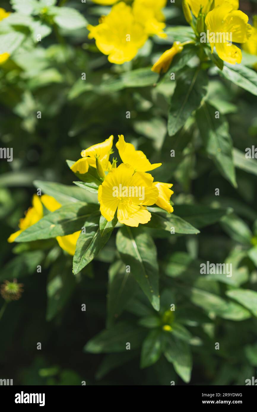 Common sundrops hi-res stock photography and images - Alamy