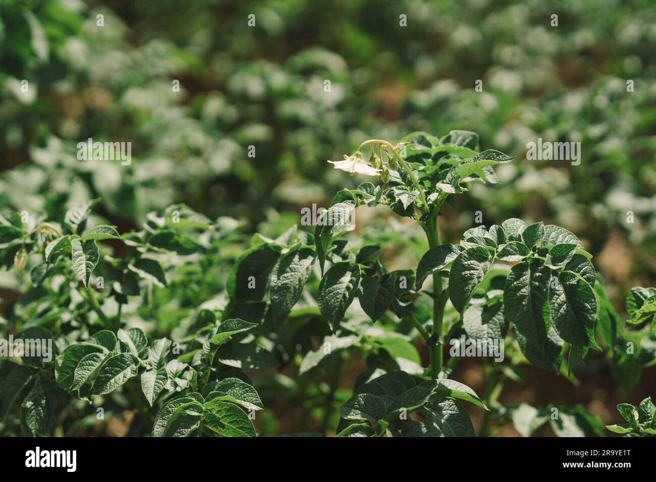 Potato bushes on home hi-res stock photography and images - Alamy
