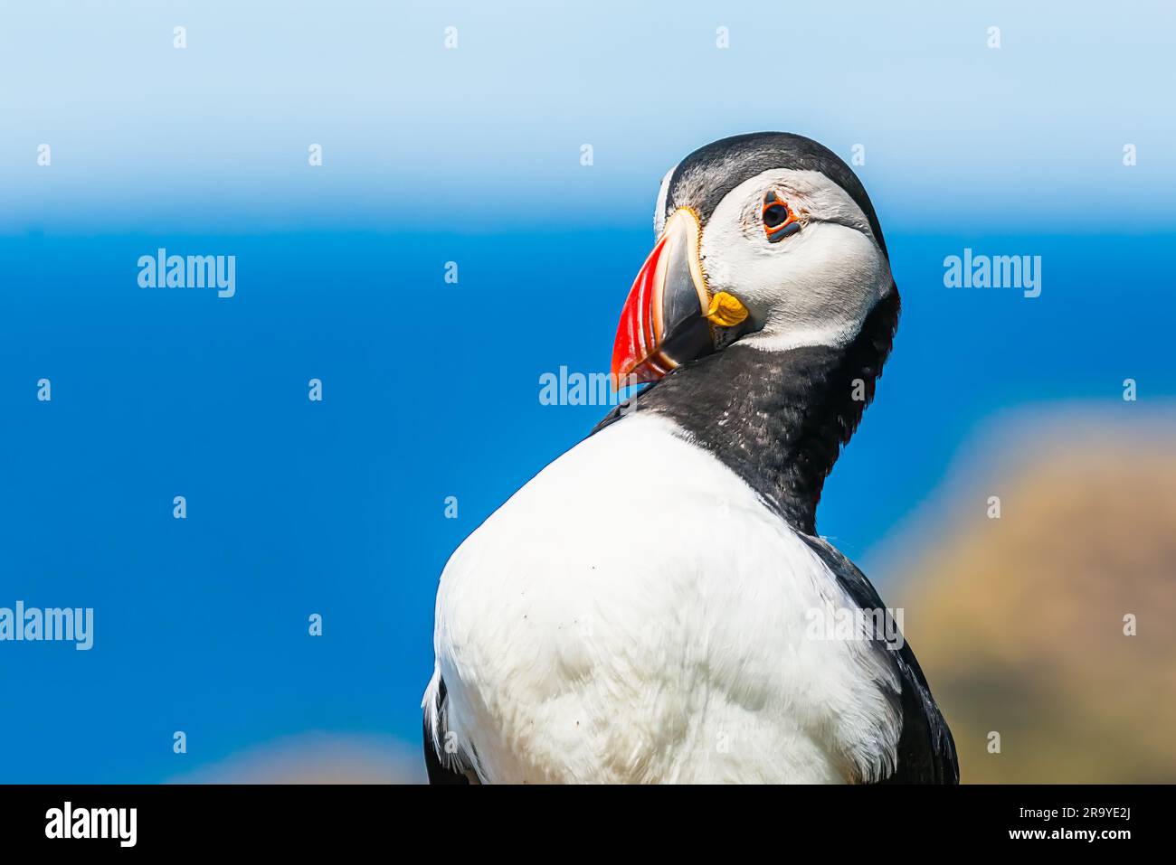 Portrait of Atlantic Puffin, Fratercula arctica in habitat Stock Photo ...
