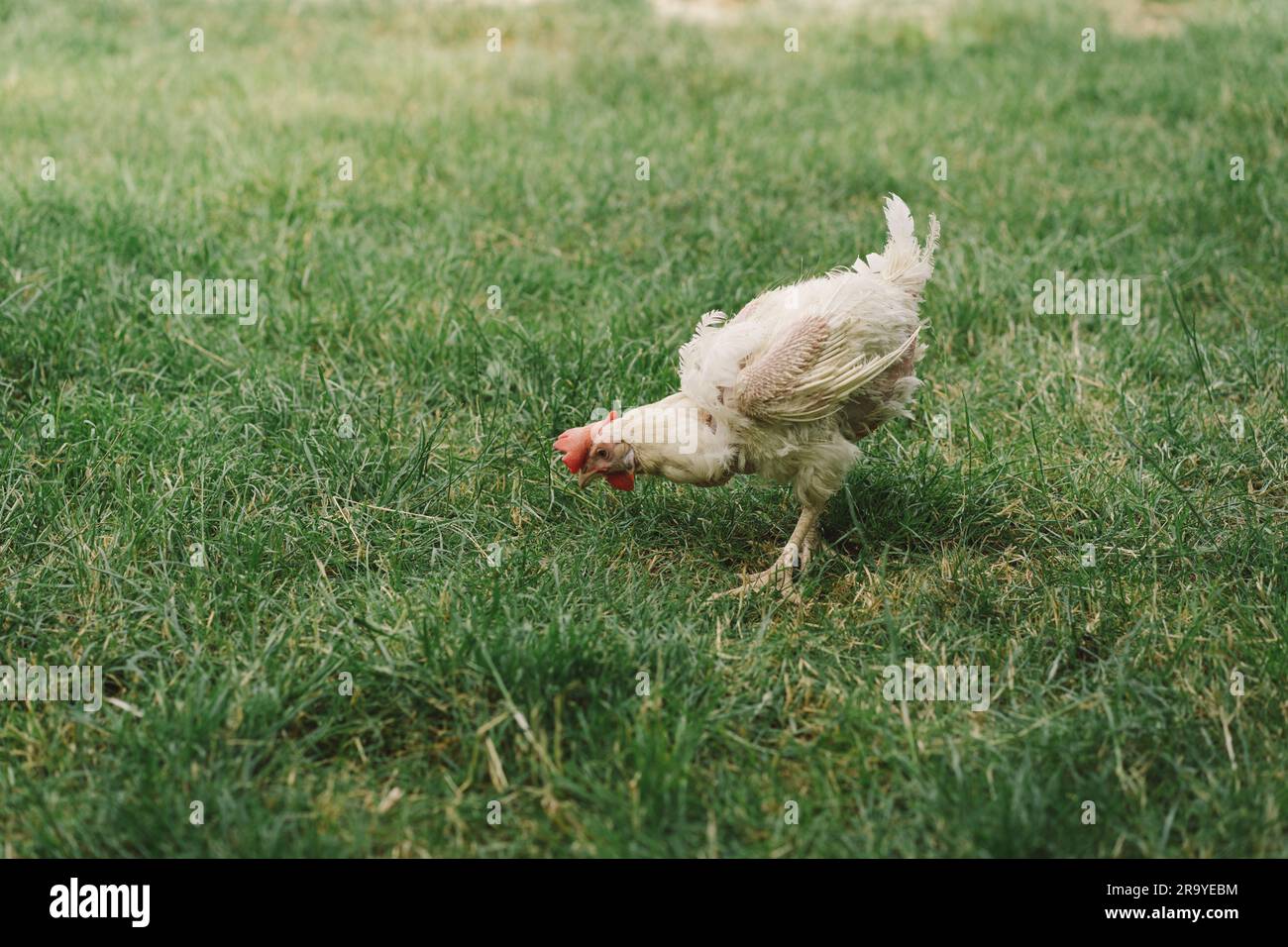 Sick chickens bald birds without feathers walk on a free range Stock ...