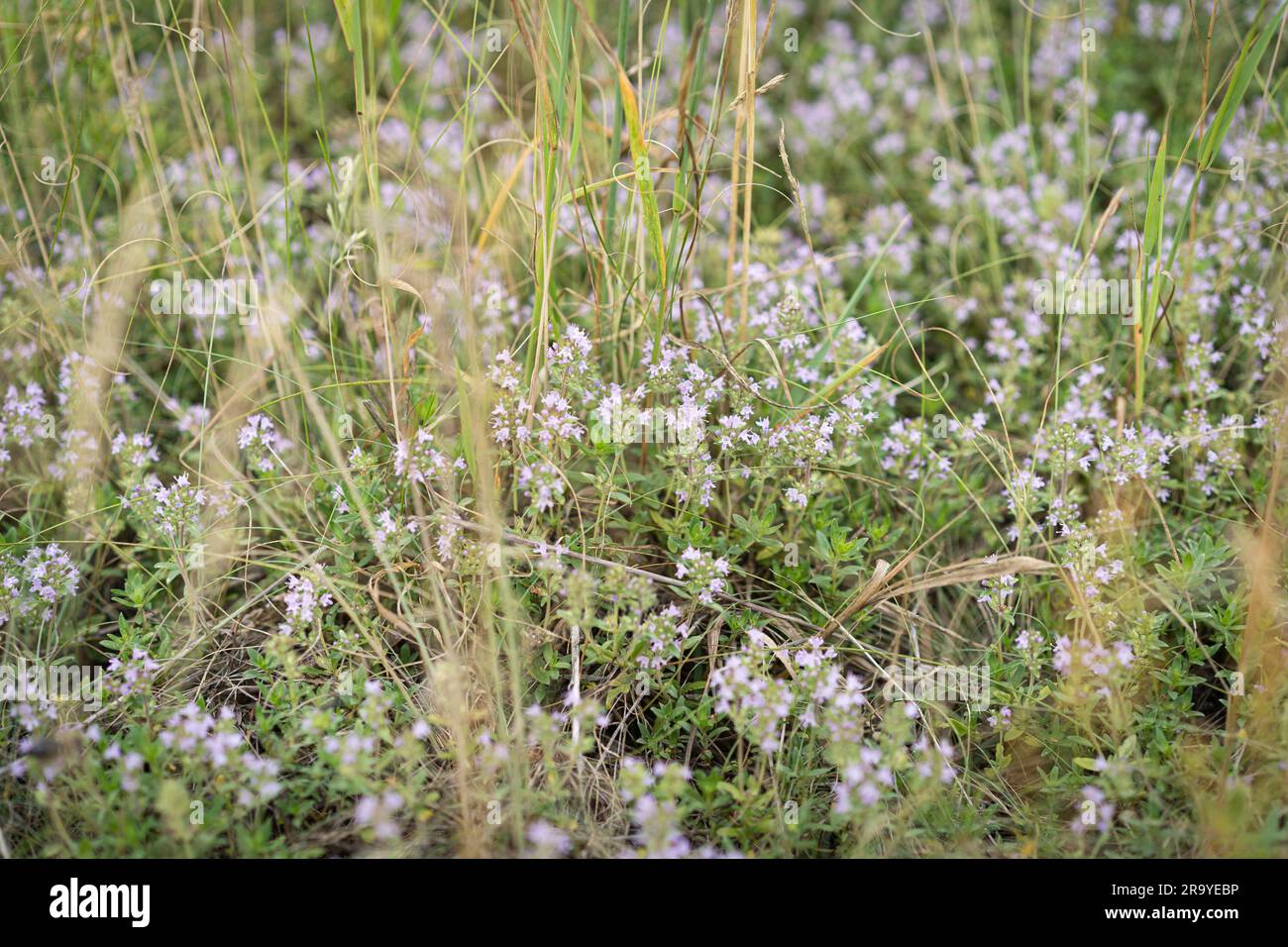 Blossoming pink herb Thymus serpyllum, Breckland wild thyme, creeping ...