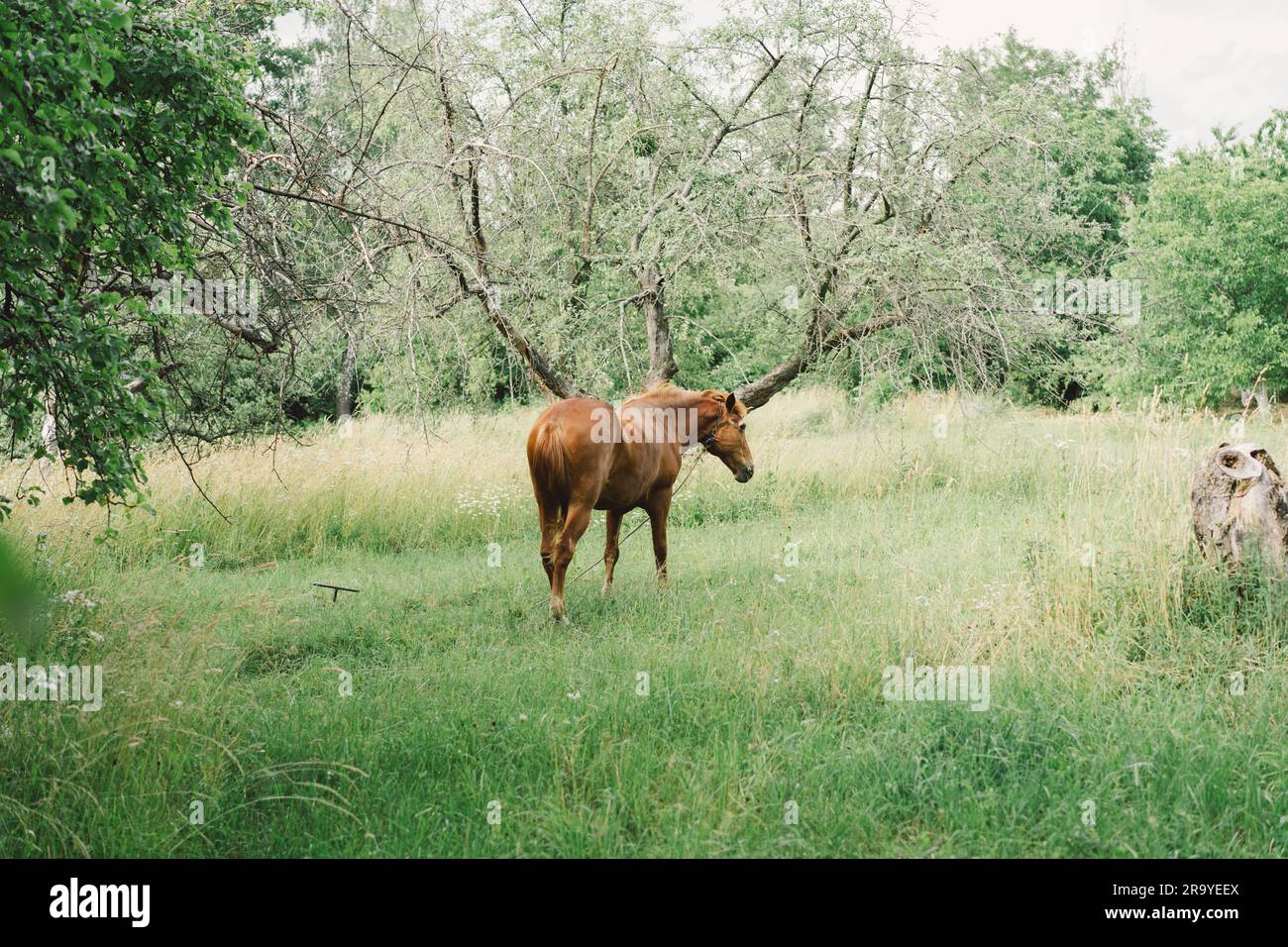 Horse running and standing in tall grass. Portrait of a horse Stock ...