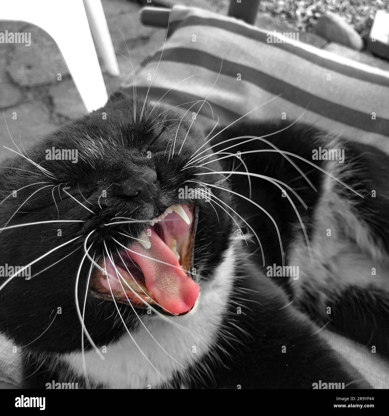 Cat with broken tooth hi-res stock photography and images - Alamy