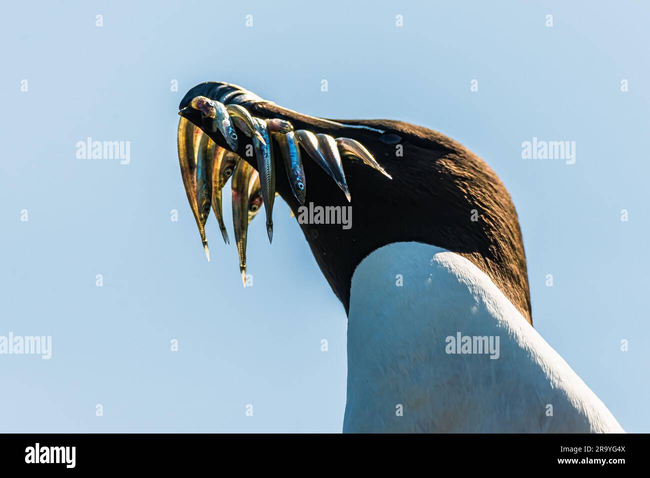Razorbill, Alca Torda with fish in its beak Stock Photo - Alamy