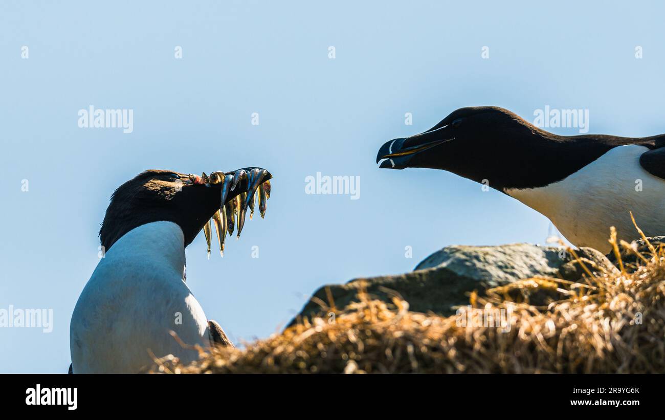 Razorbill, Alca Torda with fish in its beak Stock Photo - Alamy