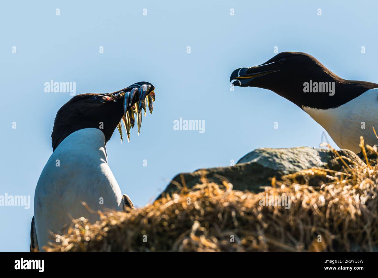 Razorbill, Alca Torda with fish in its beak Stock Photo - Alamy