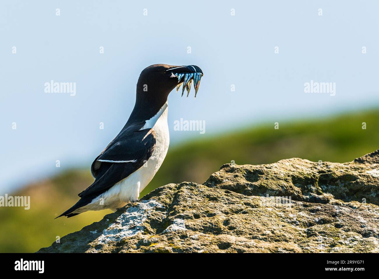 Razorbill, Alca Torda with fish in its beak Stock Photo - Alamy