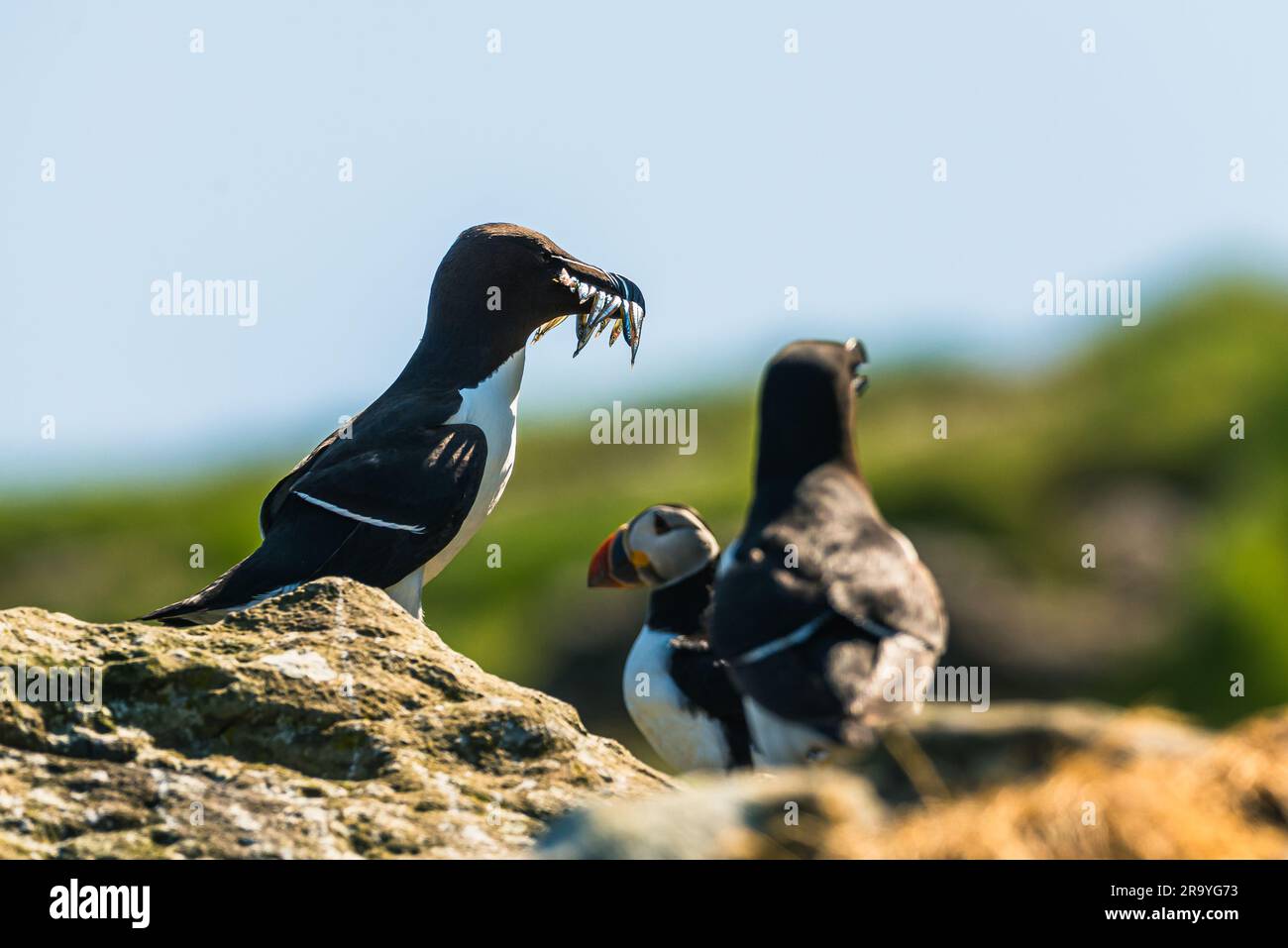Razorbill, Alca Torda with fish in its beak Stock Photo - Alamy