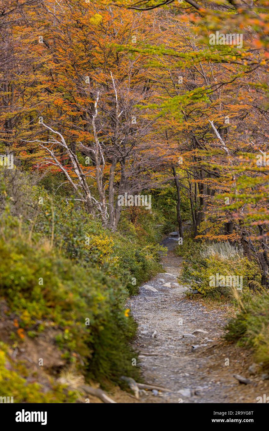 A lonely trail through autumnal forest at Grey Glacier in Torres del ...