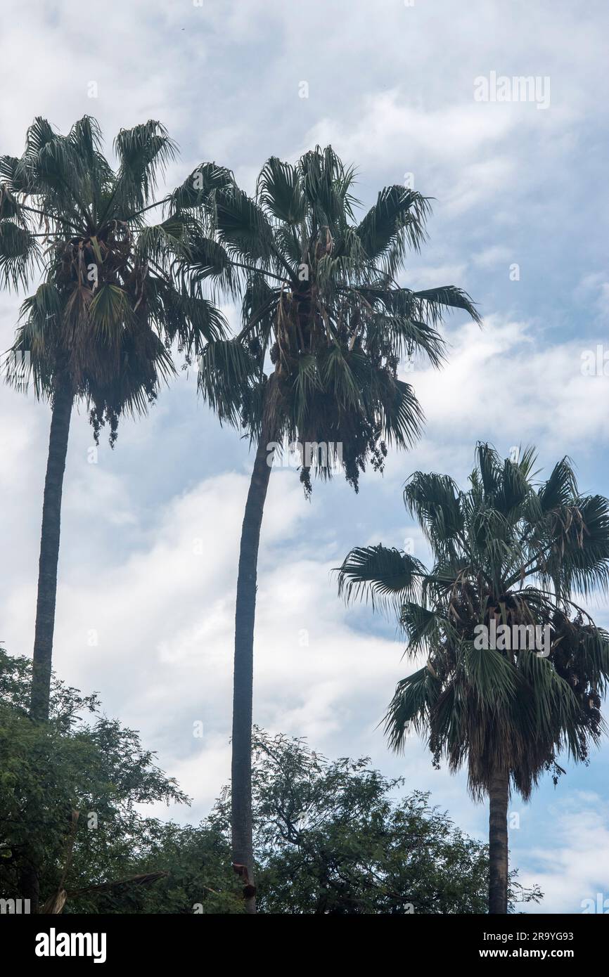 Big palm tree in Salta Stock Photo - Alamy