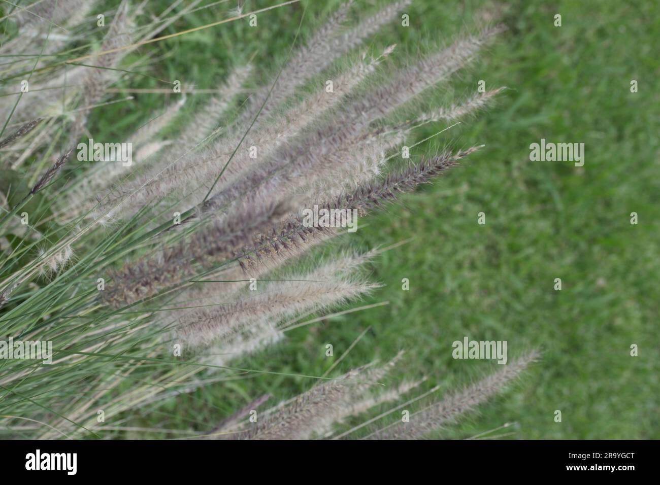 Grasses botany hi-res stock photography and images - Alamy
