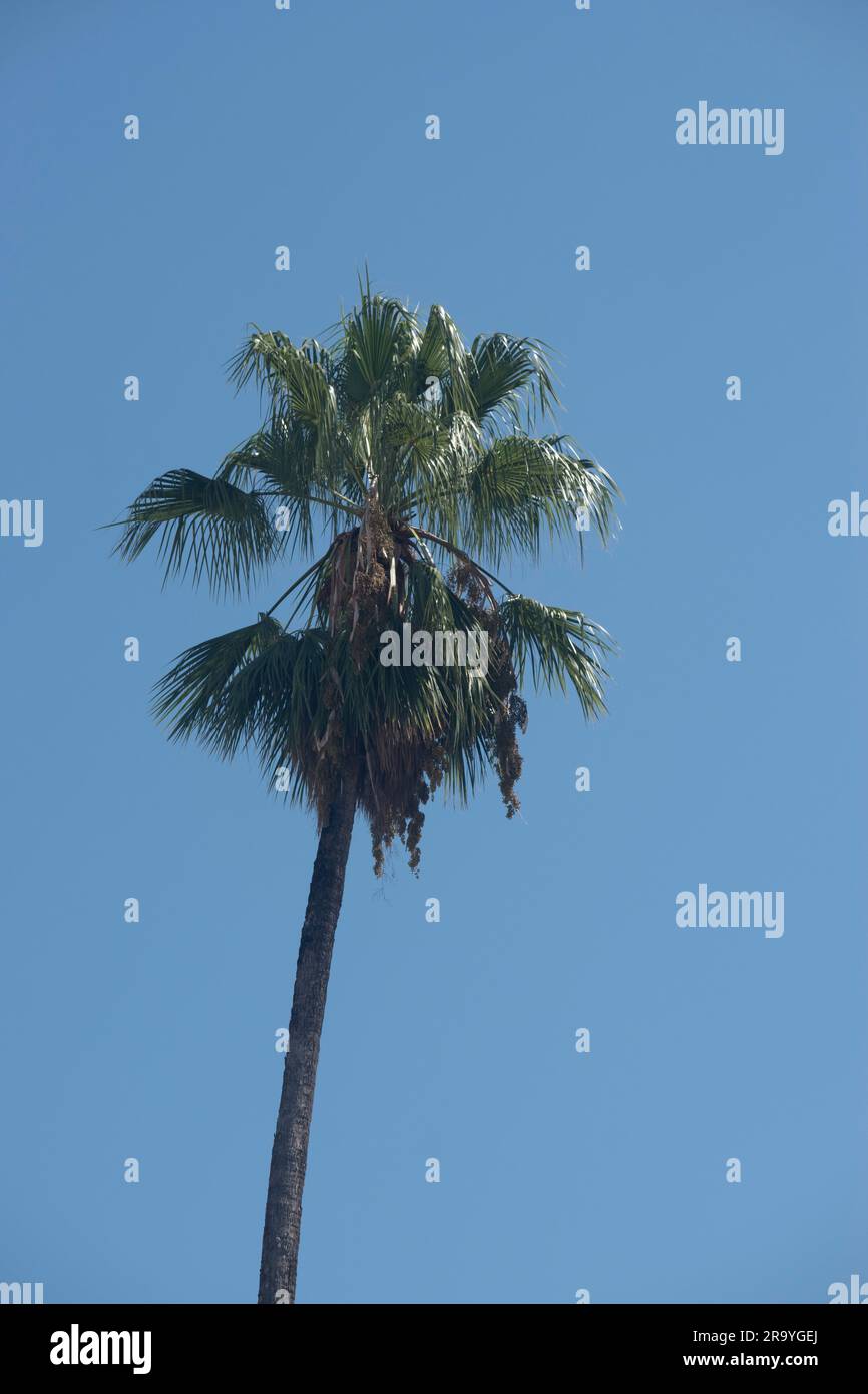 Big palm tree in Salta Stock Photo - Alamy