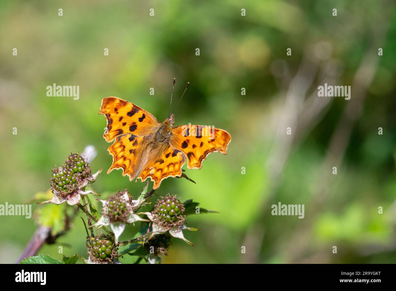 Comma butterfly (Polygonia c-album) resting on brambles in June or ...