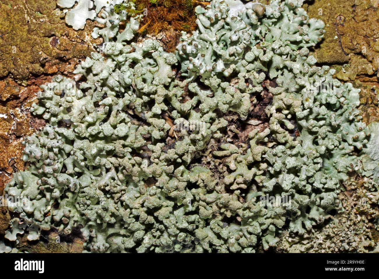 Lichen found on trees and fences hi-res stock photography and images ...
