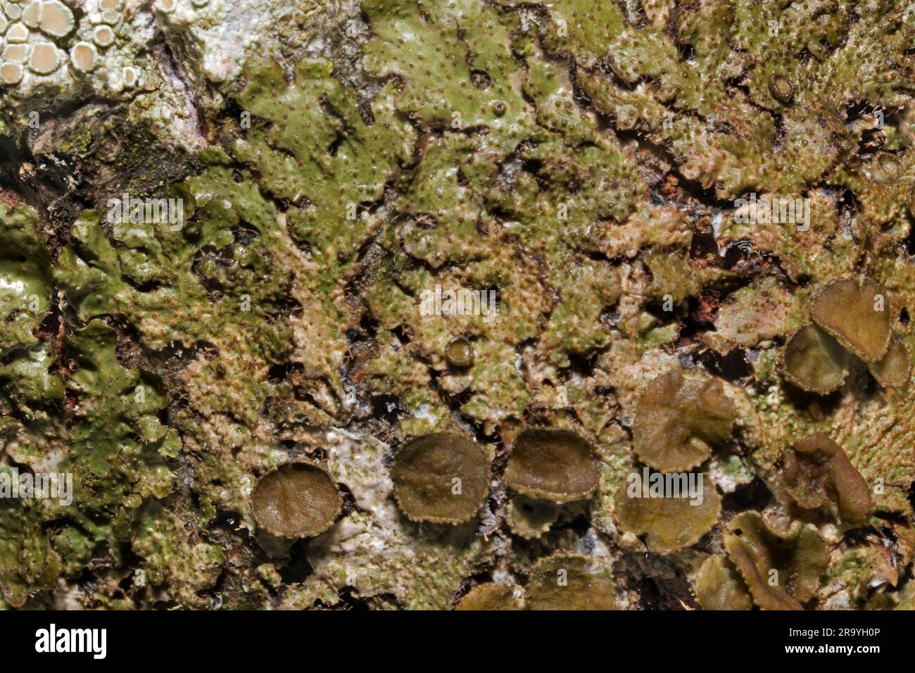 Lichen found on willow tree hi-res stock photography and images - Alamy